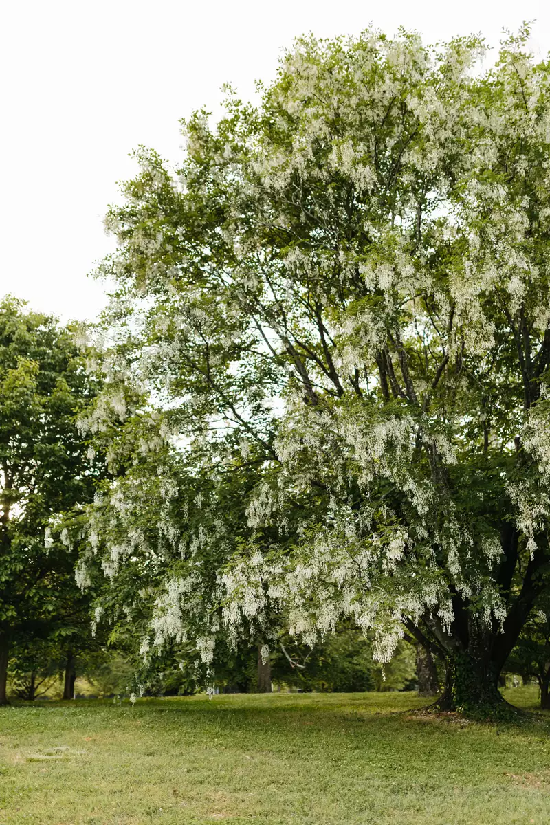 Cladrastis kentukea - Flowering Tree - American Yellowwood, Kentucky ...