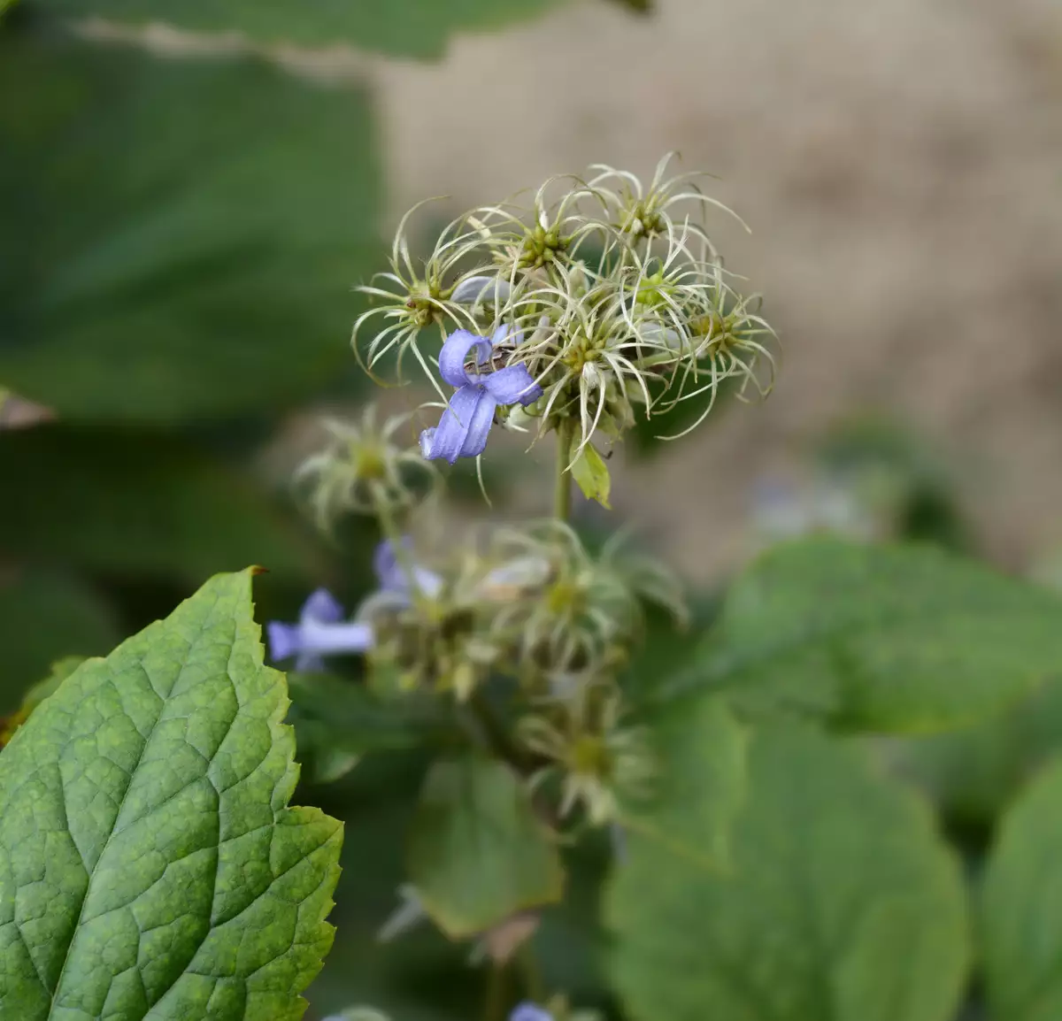 Clematis heracleifolia - Herbaceous Plants,Vine - Hyacinth-flower ...