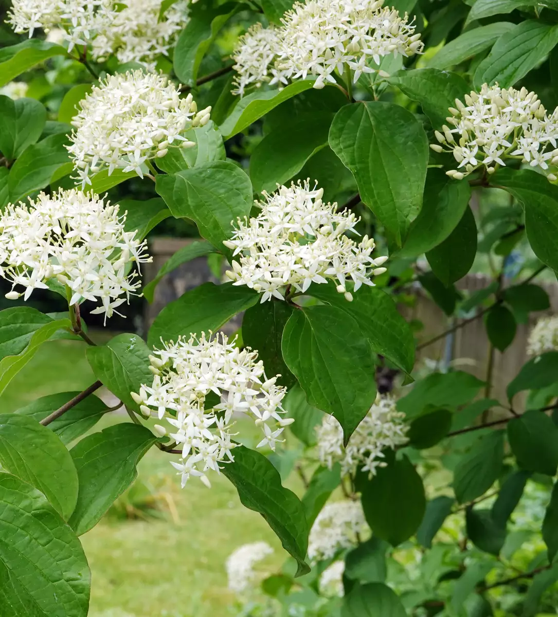 Cornus alternifolia - Flowering Tree - Alternate-leaved Dogwood ...