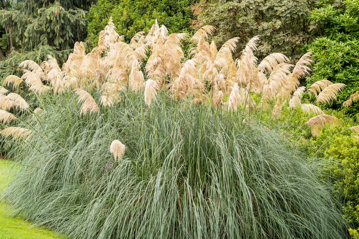 Heirloom Pampas Grass Blue White Pink 1000+ Ix Papas Grass Seeds ...