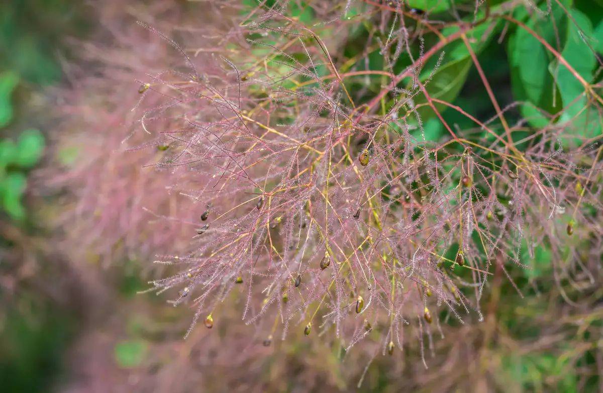 Cotinus coggygria - Medicinal Herbs,Shrub - Common Smoketree, European ...