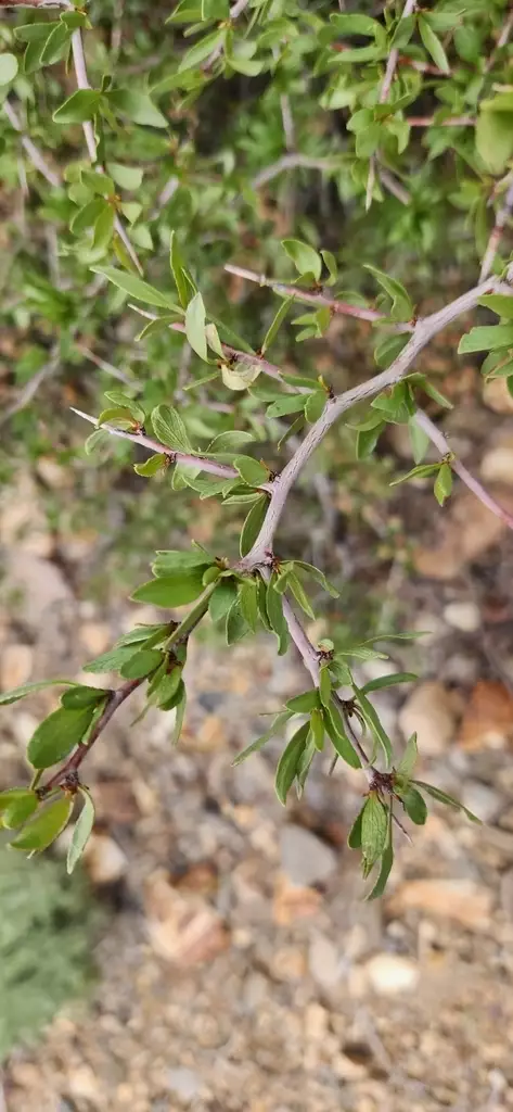 Prunus andersonii - Flowering Tree - Desert Peach