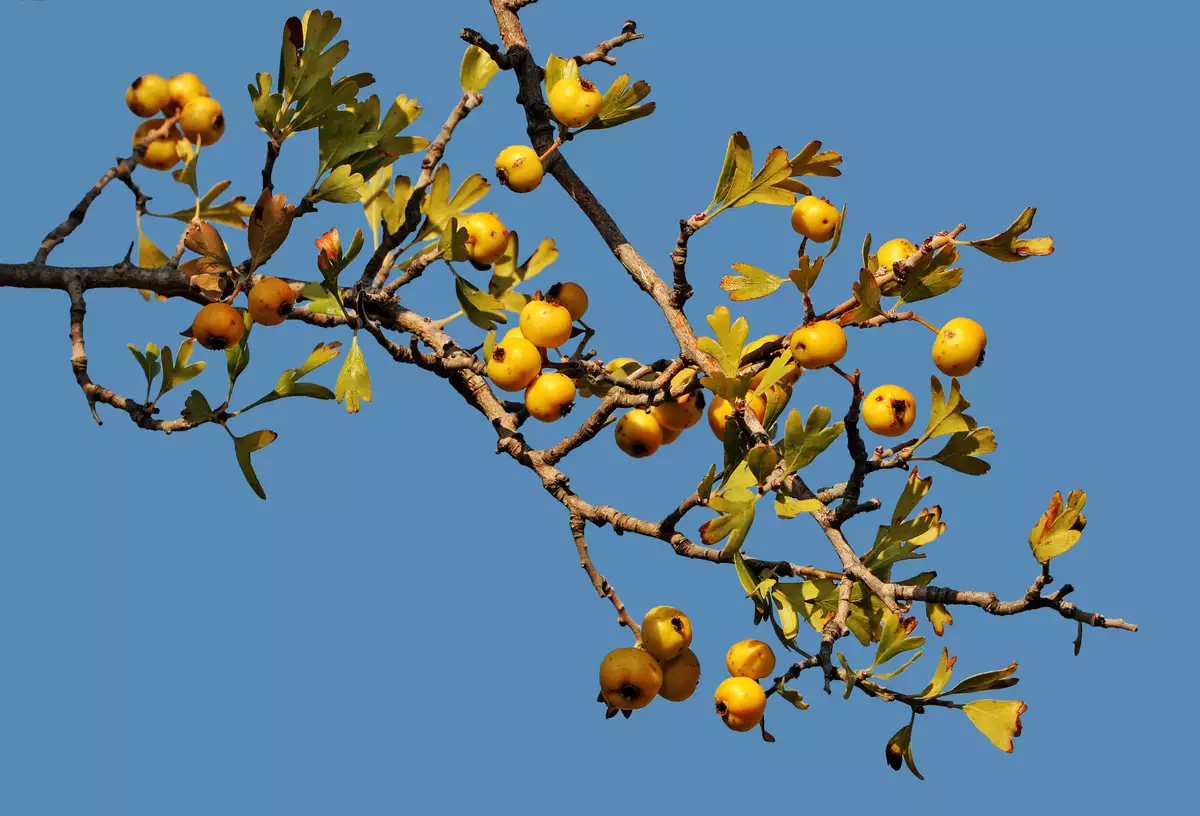 Crataegus azarolus - Common Bonsai,Medicinal Herbs,Ornamental Fruit ...