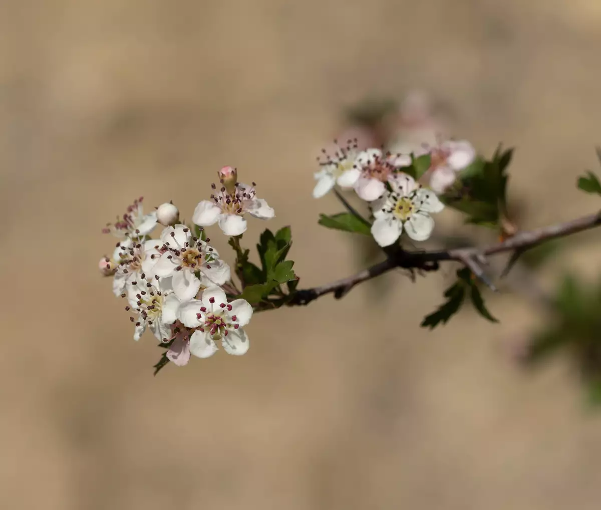 Crataegus azarolus - Common Bonsai,Medicinal Herbs,Ornamental Fruit ...