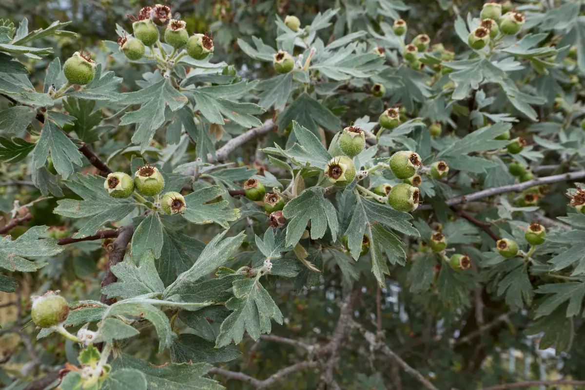 Crataegus azarolus - Common Bonsai,Medicinal Herbs,Ornamental Fruit ...