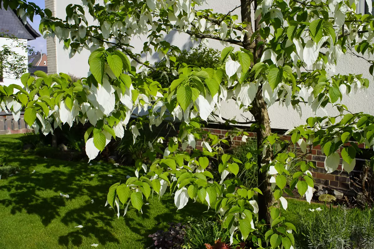 Davidia involucrata - Flowering Tree - Dove Tree, Ghost Tree ...