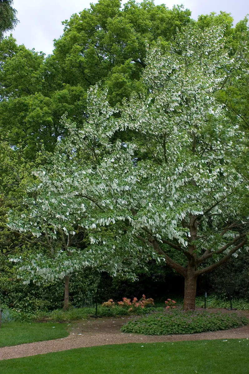 Davidia involucrata - Flowering Tree - Dove Tree, Ghost Tree ...