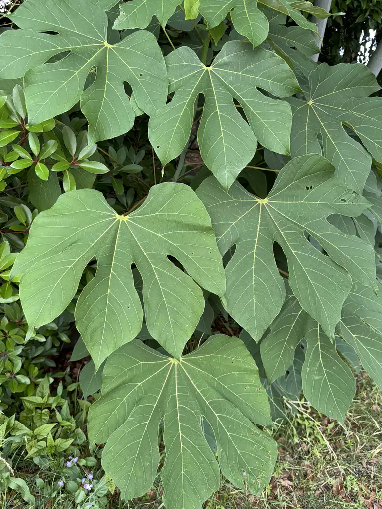 Firmiana simplex - Medicinal Herbs,Shade Tree - Chinese Parasol Tree ...
