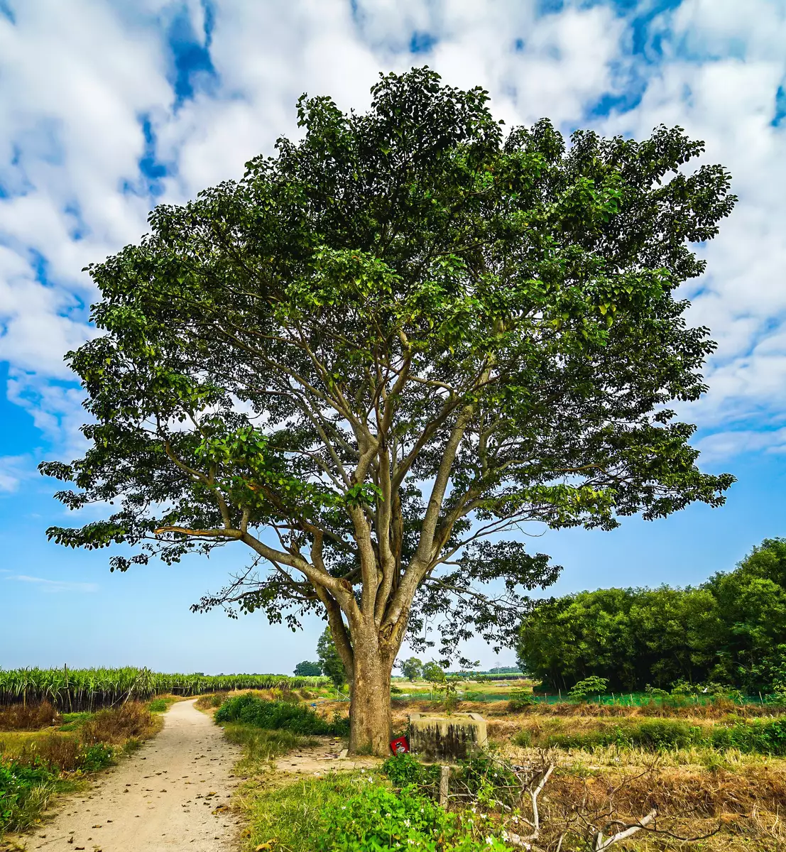 Firmiana simplex - Medicinal Herbs,Shade Tree - Chinese Parasol Tree ...