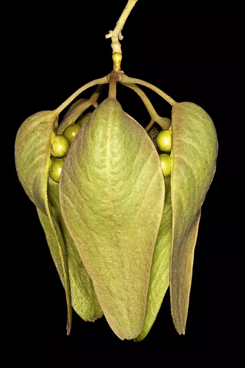 Firmiana simplex - Medicinal Herbs,Shade Tree - Chinese Parasol Tree ...