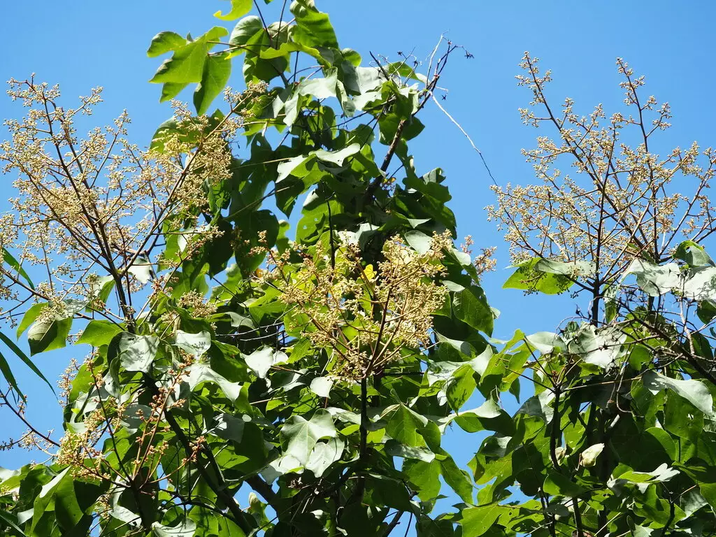 Firmiana simplex - Medicinal Herbs,Shade Tree - Chinese Parasol Tree ...
