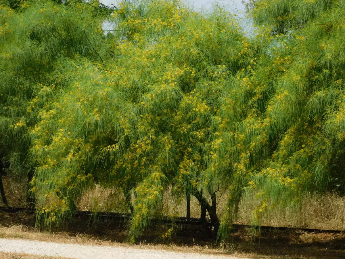 Parkinsonia aculeata - Flowering Tree - Jellybean Tree, Jerusalem Thorn ...