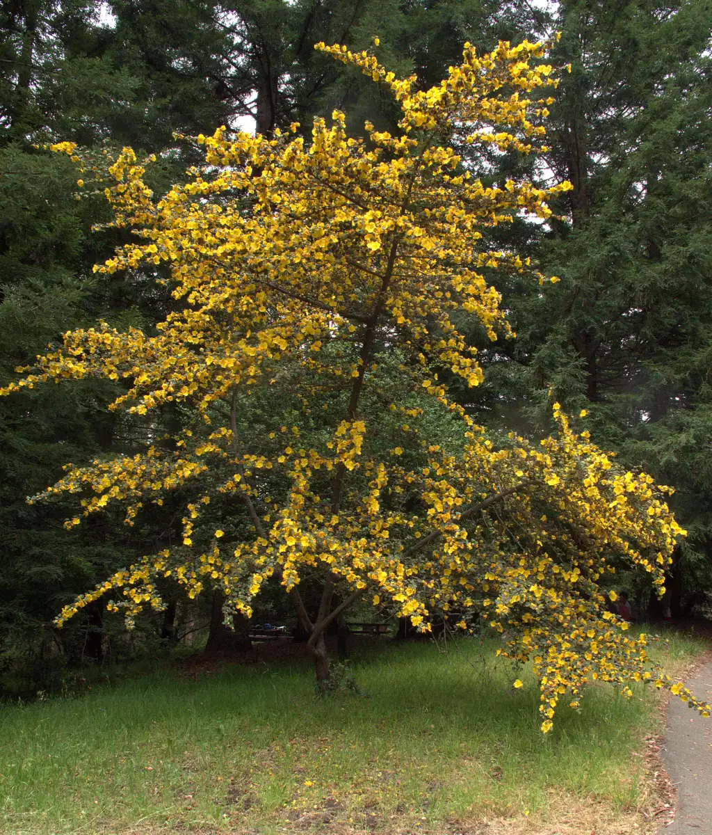Fremontodendron californicum - Medicinal Herbs,Shrub - California ...