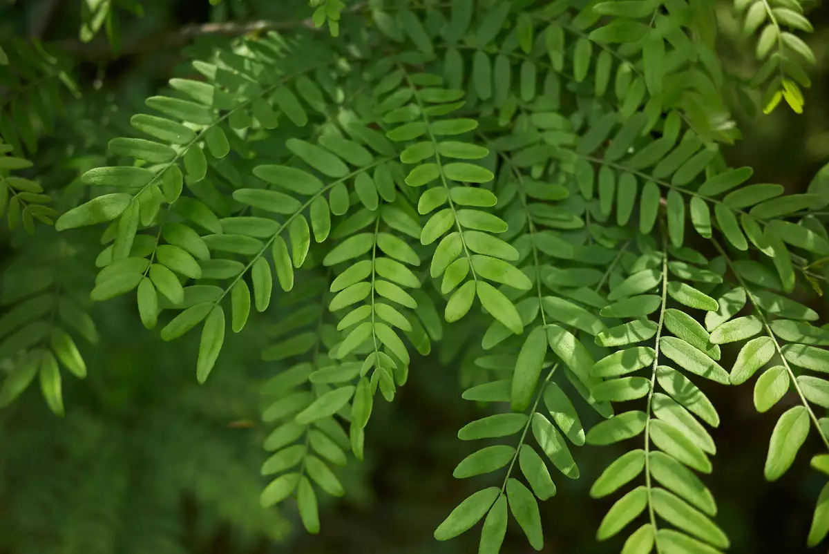 Gleditsia triacanthos - Deciduous - Honey Locust, Honeylocust