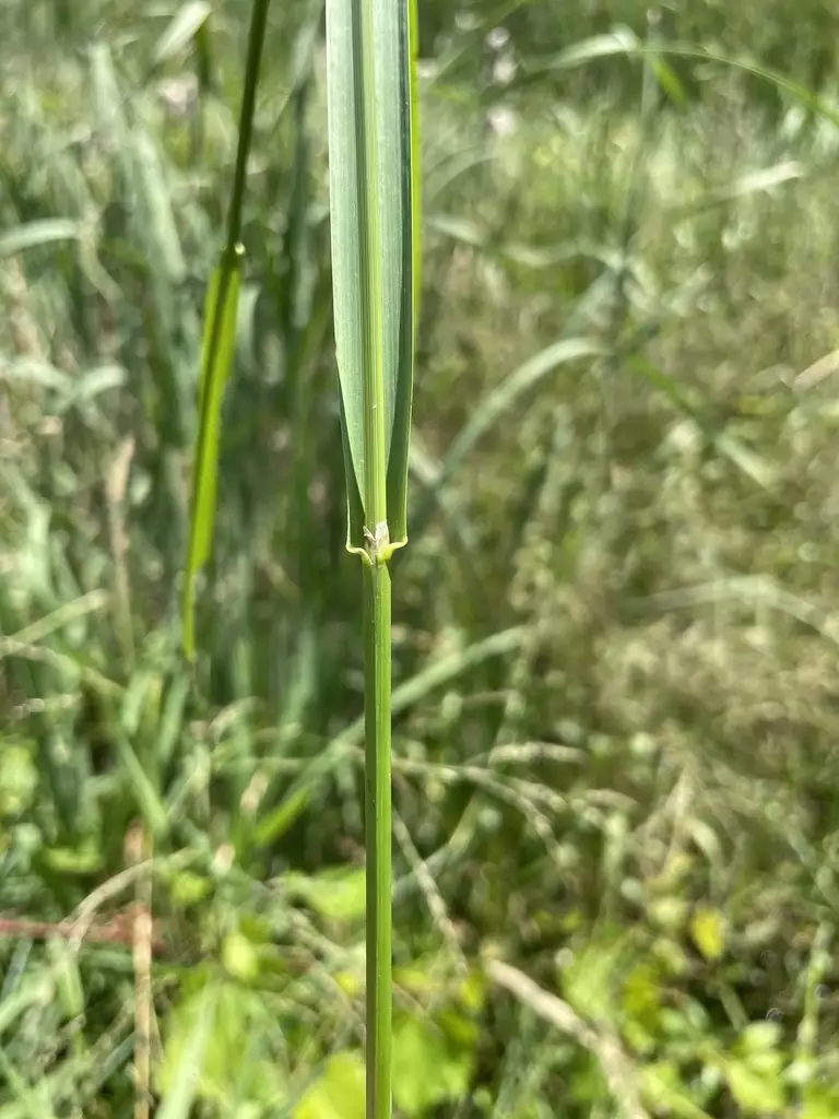 Glyceria grandis - Grass,Herbaceous Plants,Web page Navigation ...