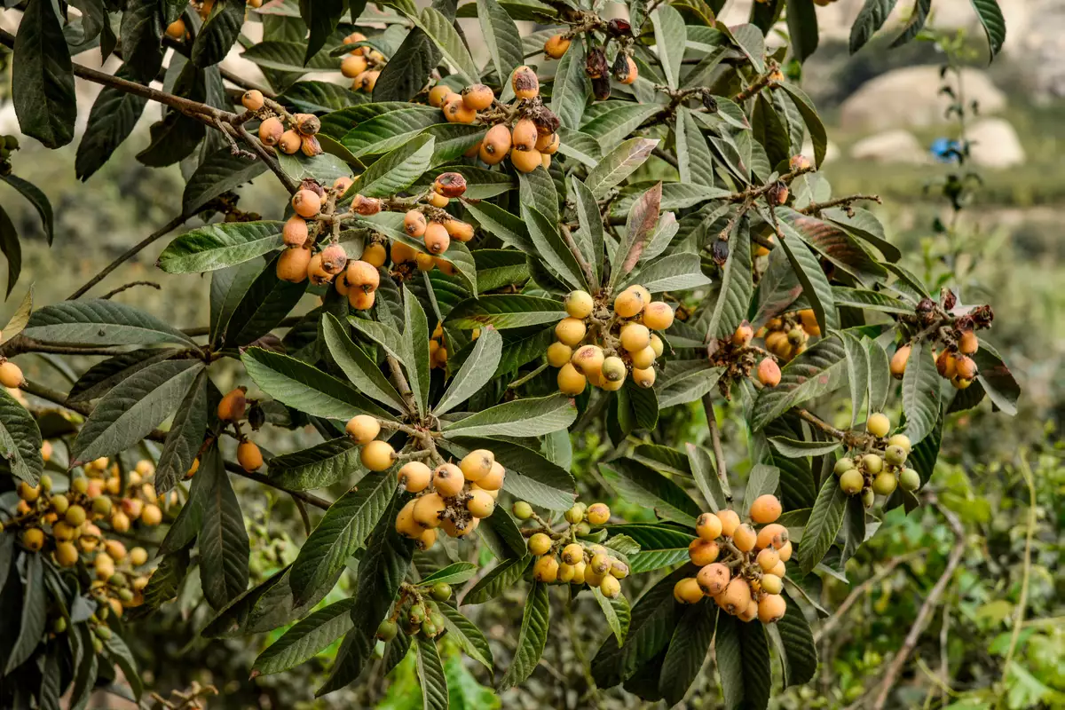 Eriobotrya japonica - Edible Fruit/Nuts,Fruits - Japanese Plum, Loquat