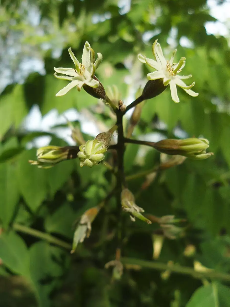 Gymnocladus dioicus - Deciduous,Hardwood,Shade Tree - Kentucky Coffee ...