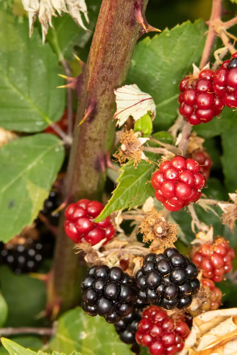 Rubus ursinus - Web page Navigation - California Blackberry, Pacific ...