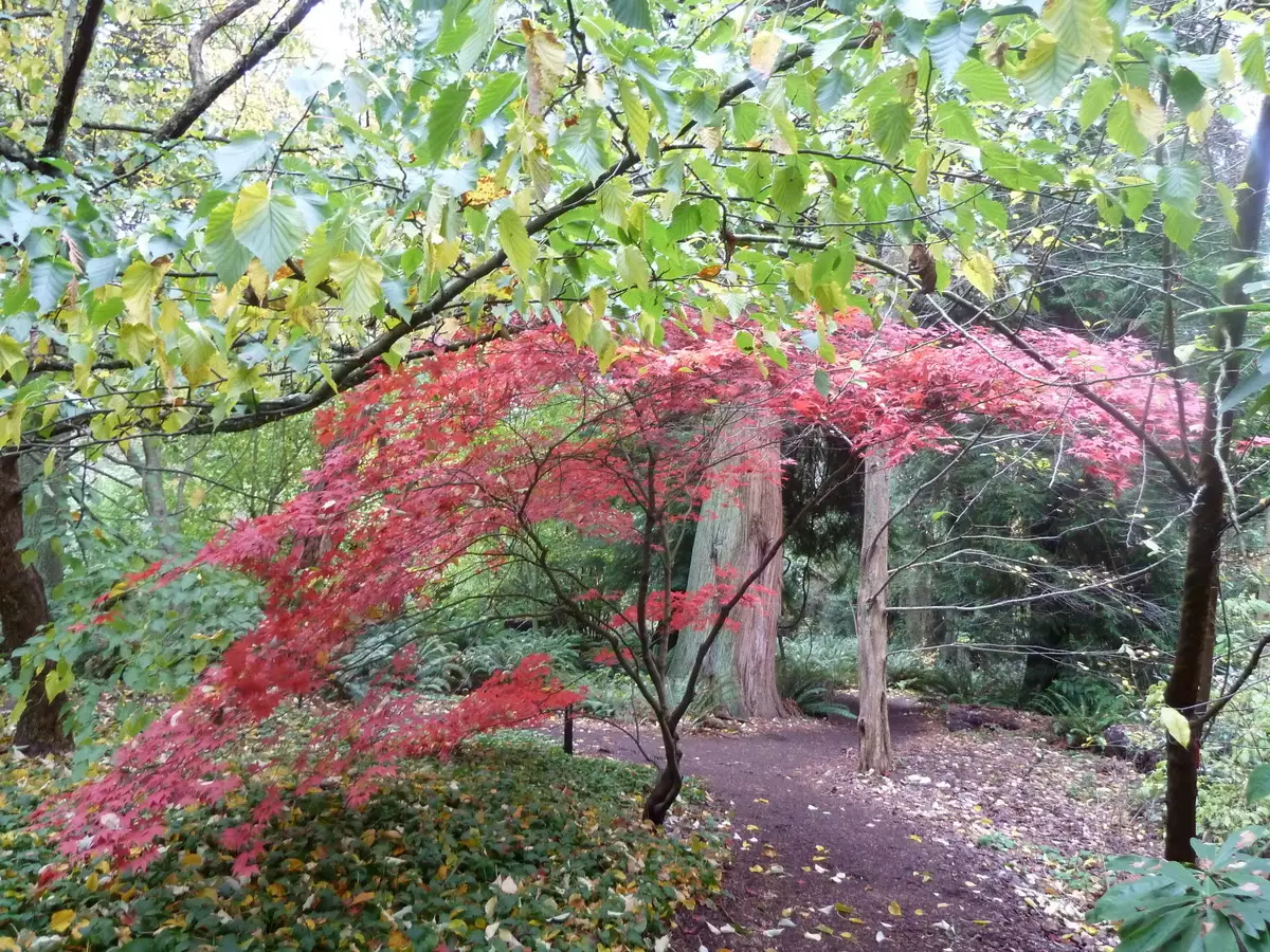 Acer palmatum ssp. amoenum 'Omato' fresh/green seed - Common Bonsai ...