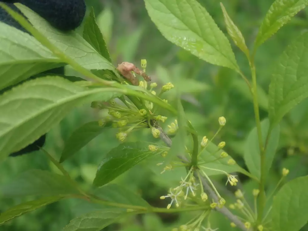 Ilex collina - Shrub - Cherry Holly, Long-stalk Holly, Longstalk Holly