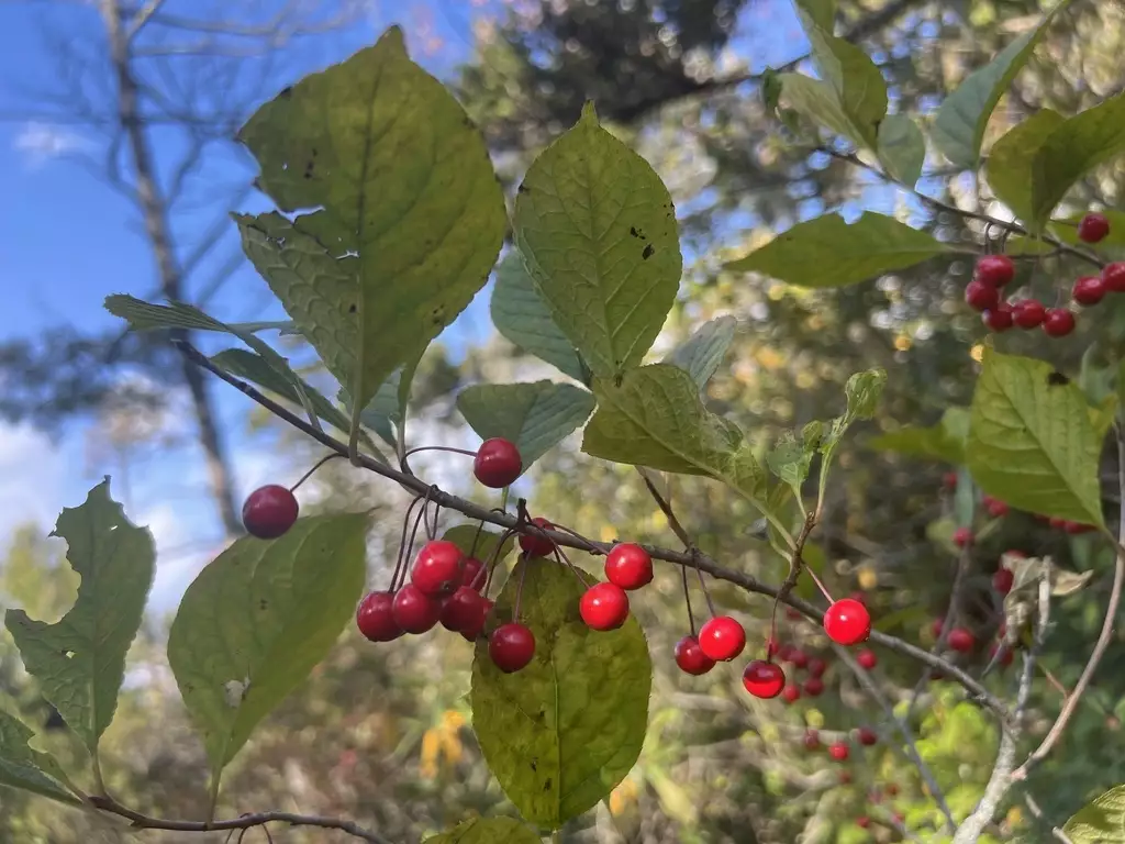 Ilex collina - Shrub - Cherry Holly, Long-stalk Holly, Longstalk Holly