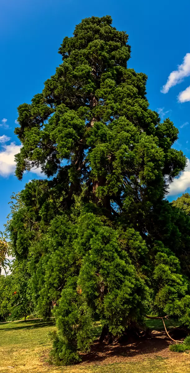 Calocedrus decurrens - Conifer - California Incense Cedar, Incense Cedar