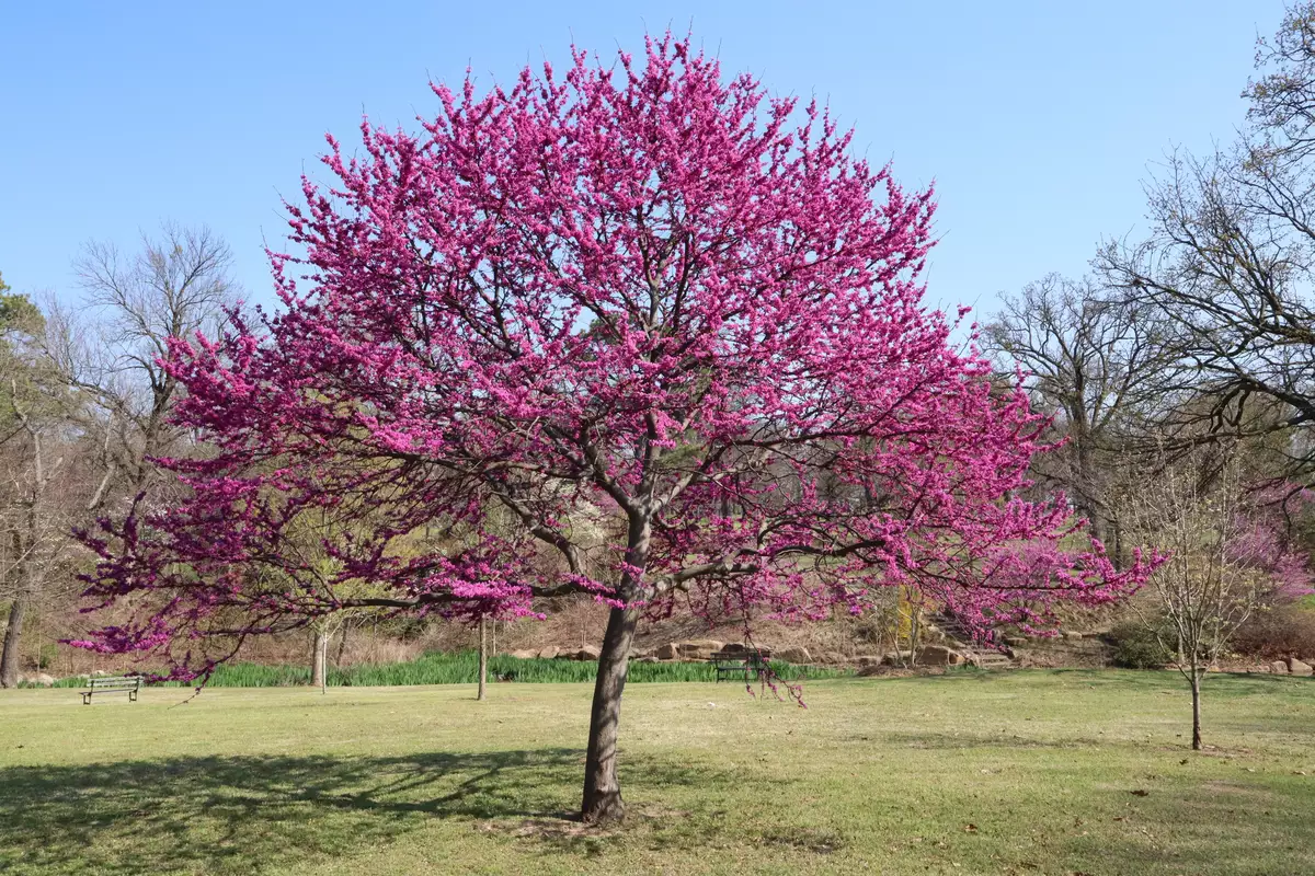 Cercis canadensis Southern - Flowering Tree - Eastern Redbud, Redbud