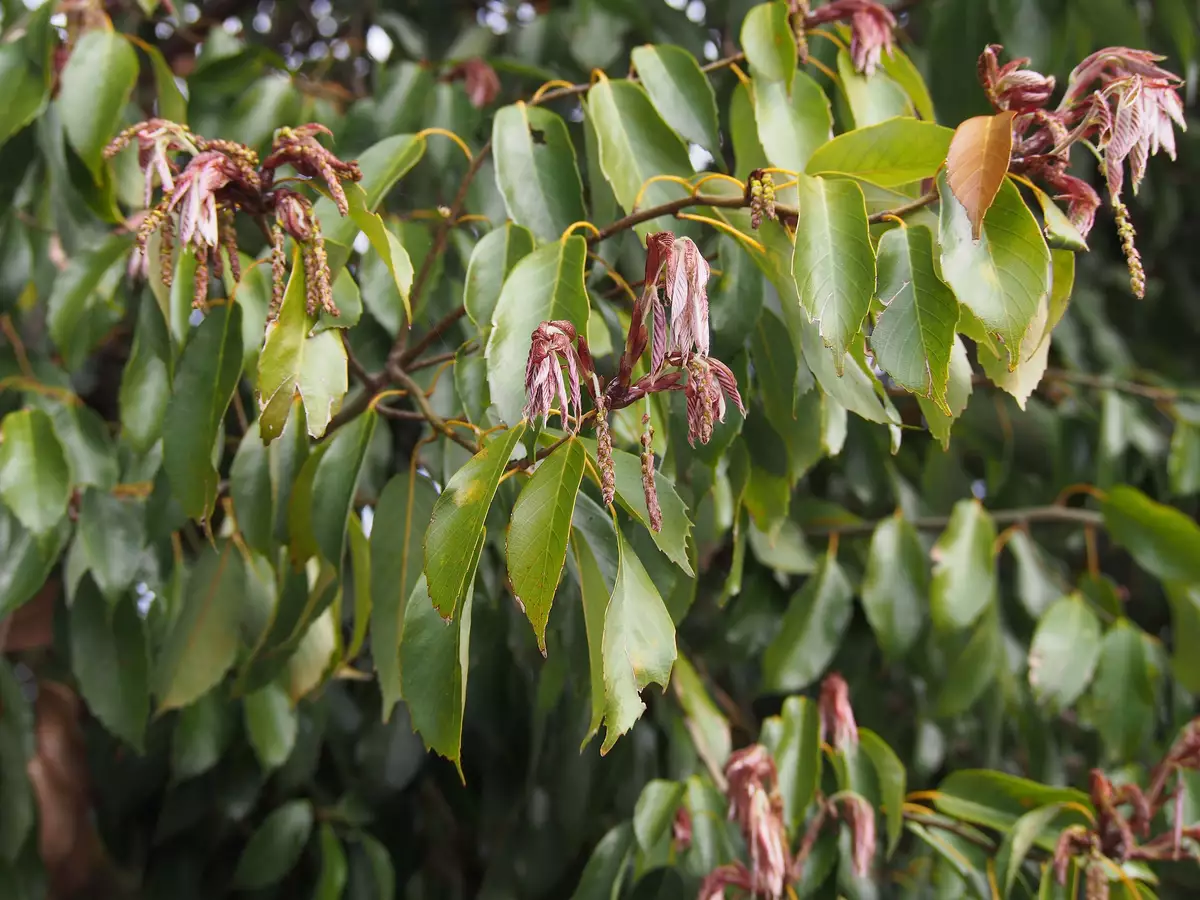 Quercus glauca - Evergreen Leaves,Hardwood - Japanese Blue Oak, Ring ...
