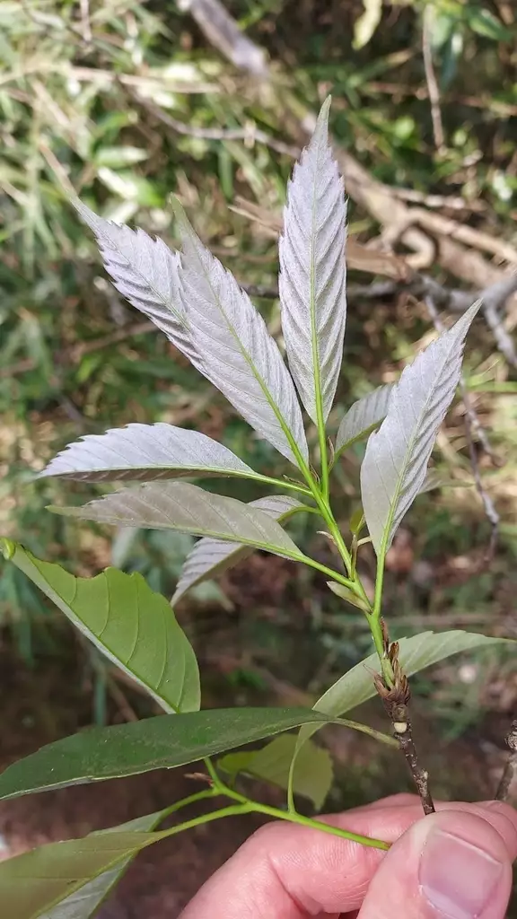 Quercus glauca - Evergreen Leaves,Hardwood - Japanese Blue Oak, Ring ...