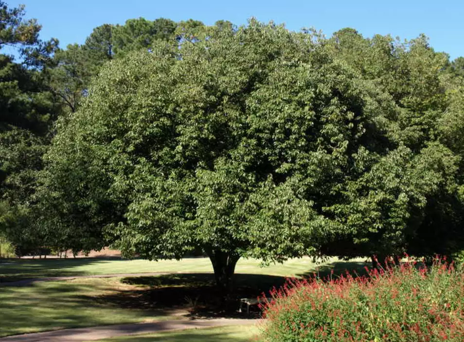 Quercus glauca - Evergreen Leaves,Hardwood - Japanese Blue Oak, Ring ...