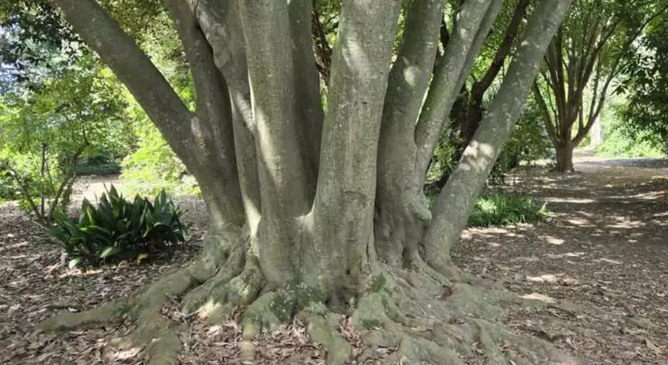 Quercus glauca - Evergreen Leaves,Hardwood - Japanese Blue Oak, Ring ...