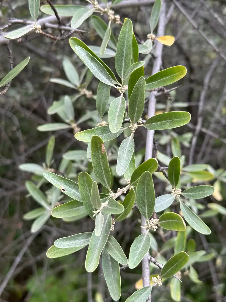 Shepherdia argentea - Shrub - Bull Berry, Bullberry, Silver ...