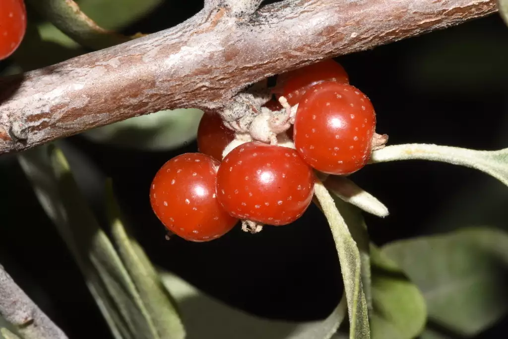 Shepherdia argentea - Shrub - Bull Berry, Bullberry, Silver ...
