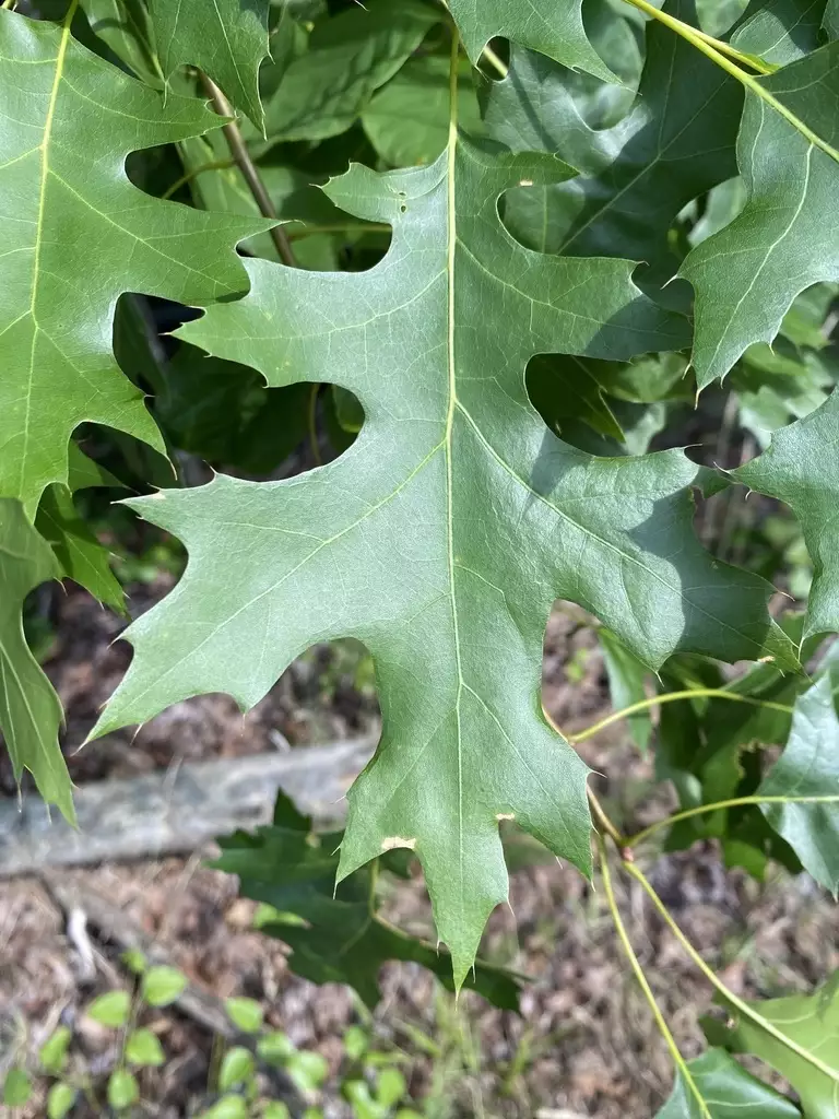 Quercus coccinea - Deciduous,Hardwood,Medicinal Herbs - Scarlet Oak