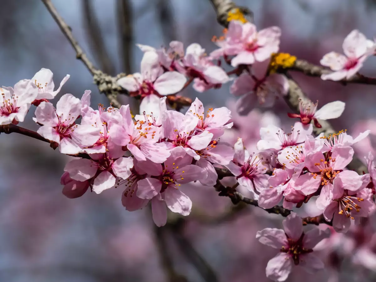 Prunus sargentii - Common Bonsai,Flowering Tree - North Japanese Hill ...