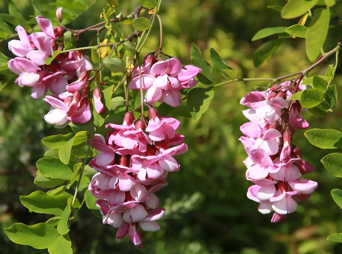 Robinia hispida - Shrub - Bristly Locust, Moss Locust, Rose Acacia