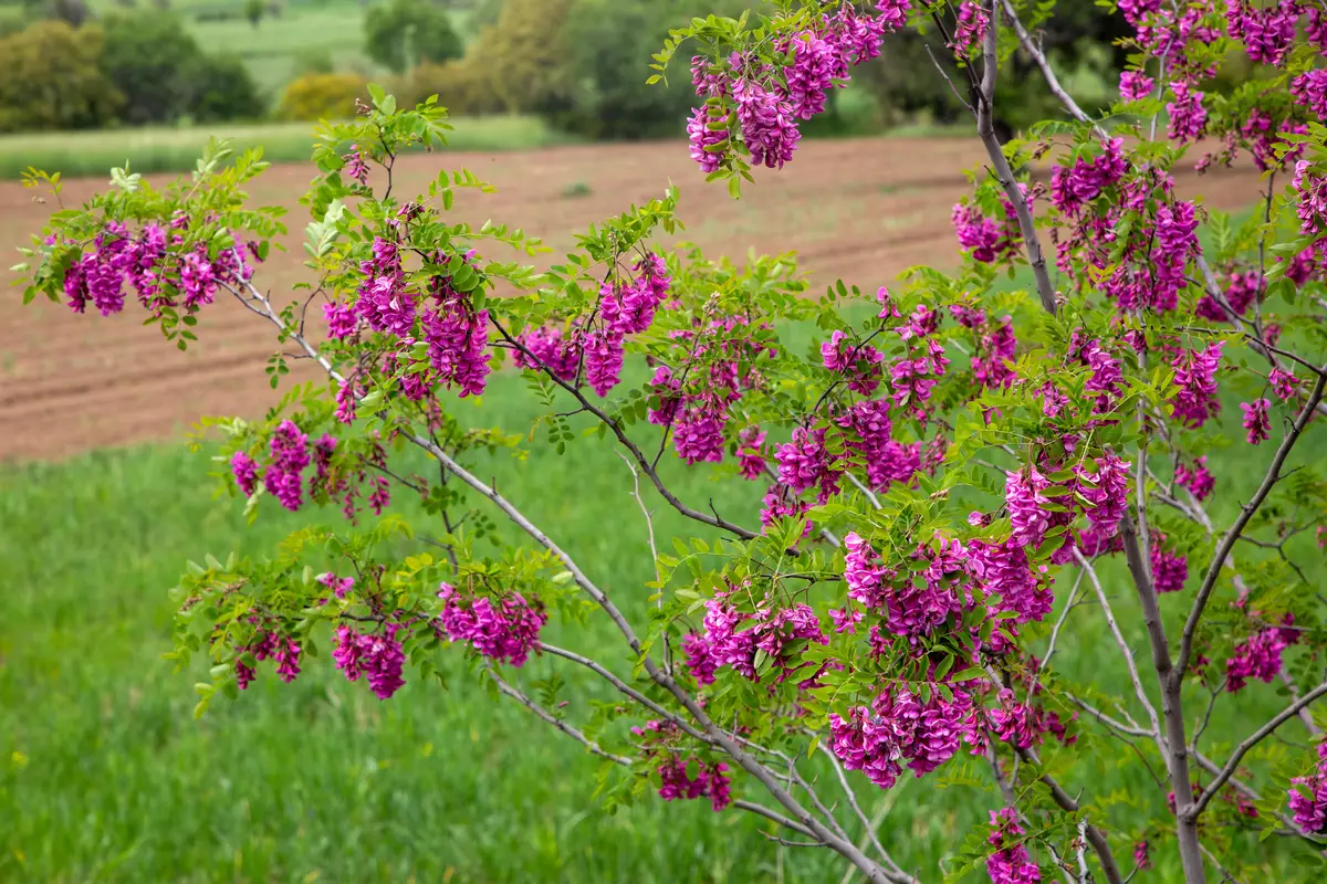 Robinia hispida - Shrub - Bristly Locust, Moss Locust, Rose Acacia