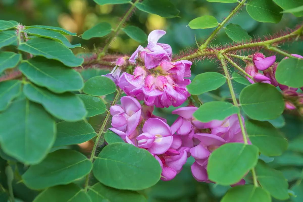 Robinia hispida - Shrub - Bristly Locust, Moss Locust, Rose Acacia