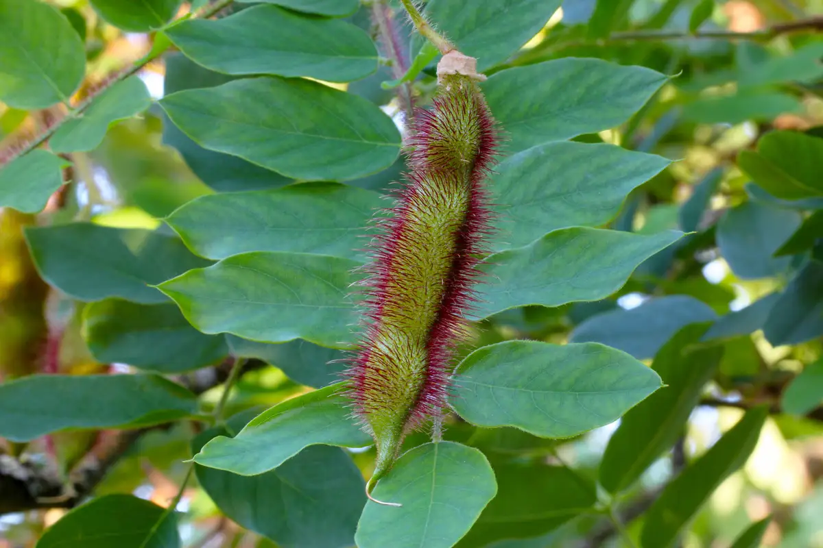 Robinia hispida - Shrub - Bristly Locust, Moss Locust, Rose Acacia