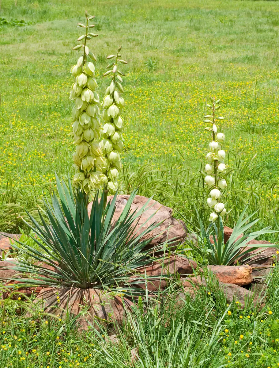 Yucca glauca - Perennial - Great Plains Yucca, Soapweed , Soapweed ...