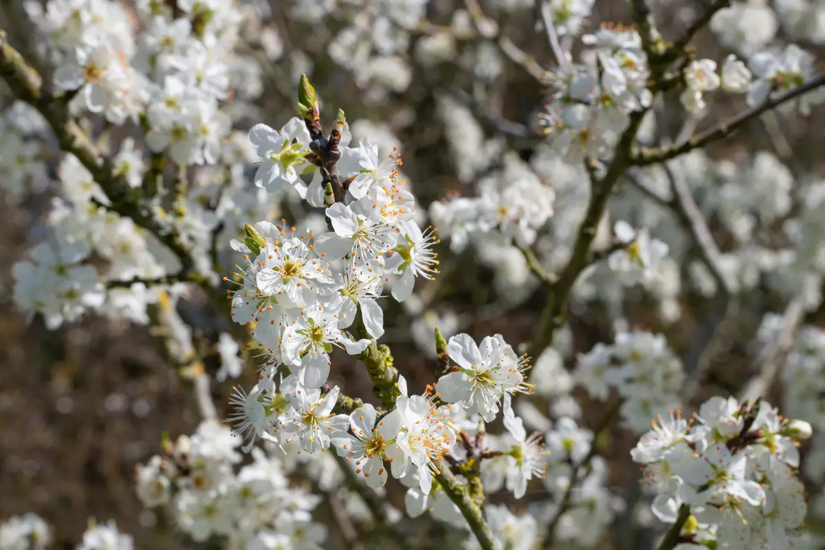Prunus angustifolia - Flowering Tree - Chickasaw Plum, Sand Plum ...