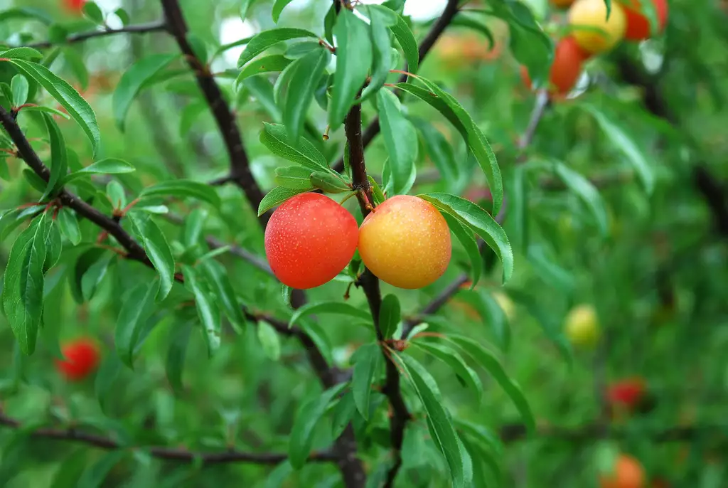 Prunus angustifolia - Flowering Tree - Chickasaw Plum, Sand Plum ...
