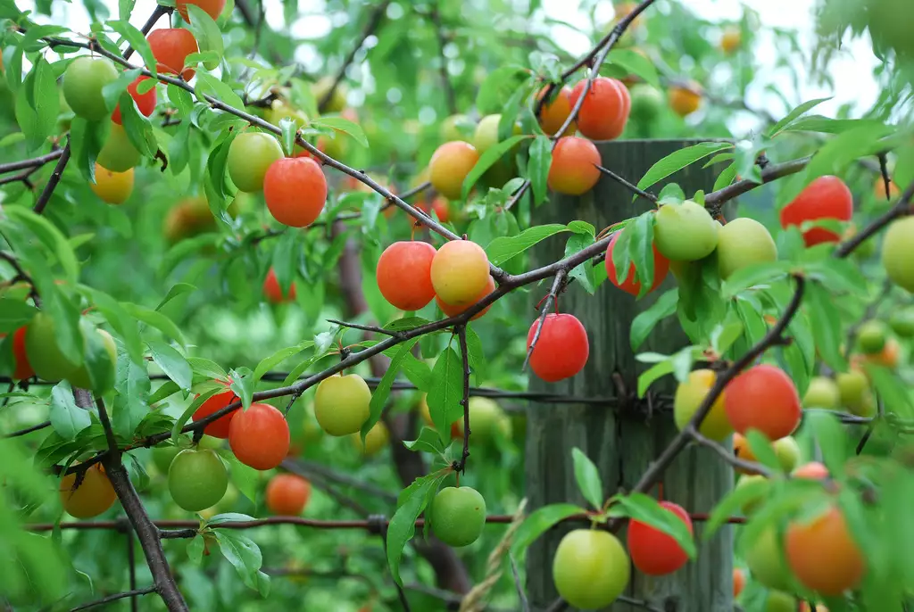 Prunus angustifolia - Flowering Tree - Chickasaw Plum, Sand Plum ...