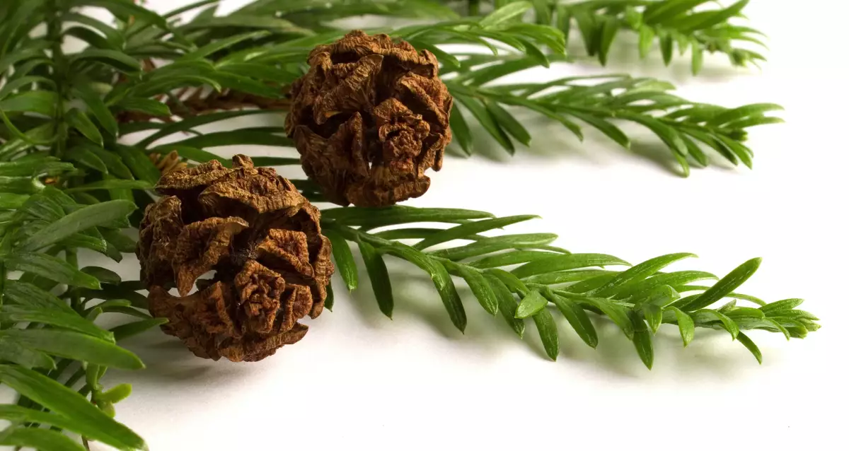 Sequoia sempervirens Extreme Collection - Conifer,Tree,Web page ...