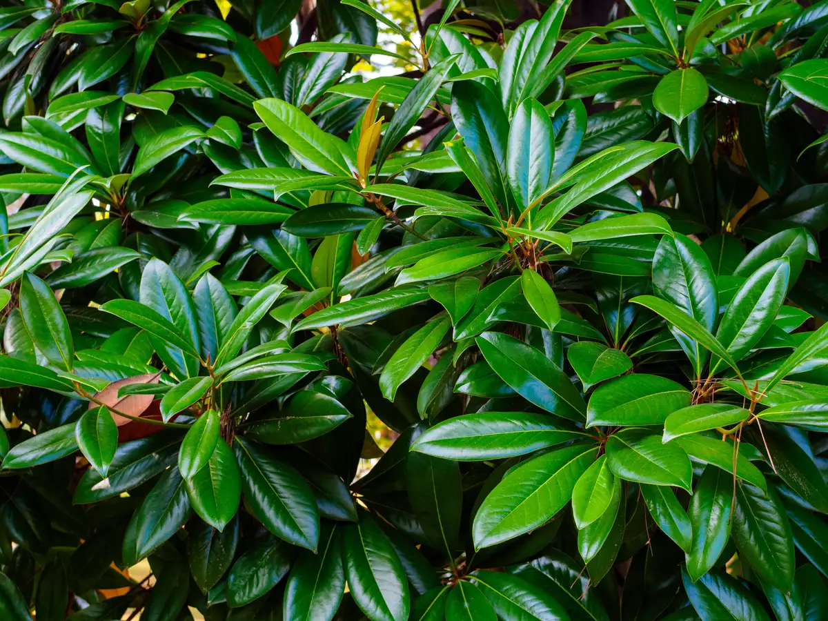 Magnolia grandiflora - Flowering Tree,Medicinal Herbs - Bull Bay ...
