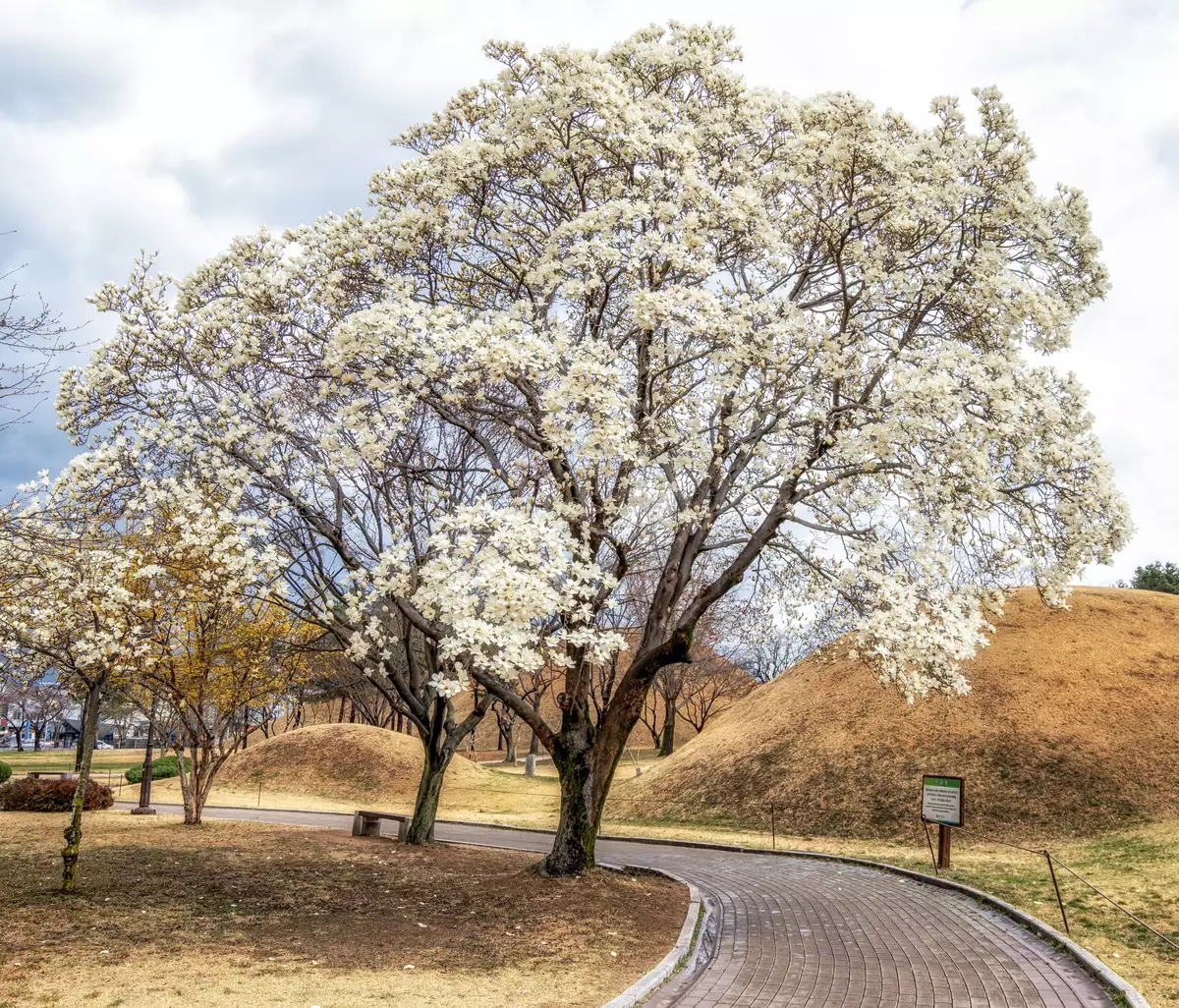 Magnolia kobus fresh berries - Flowering Tree - Kobus Magnolia ...
