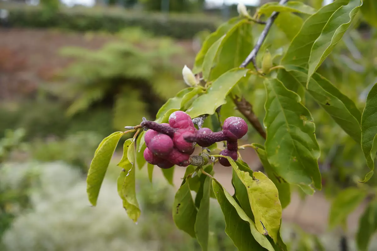 Magnolia kobus fresh berries - Flowering Tree - Kobus Magnolia ...
