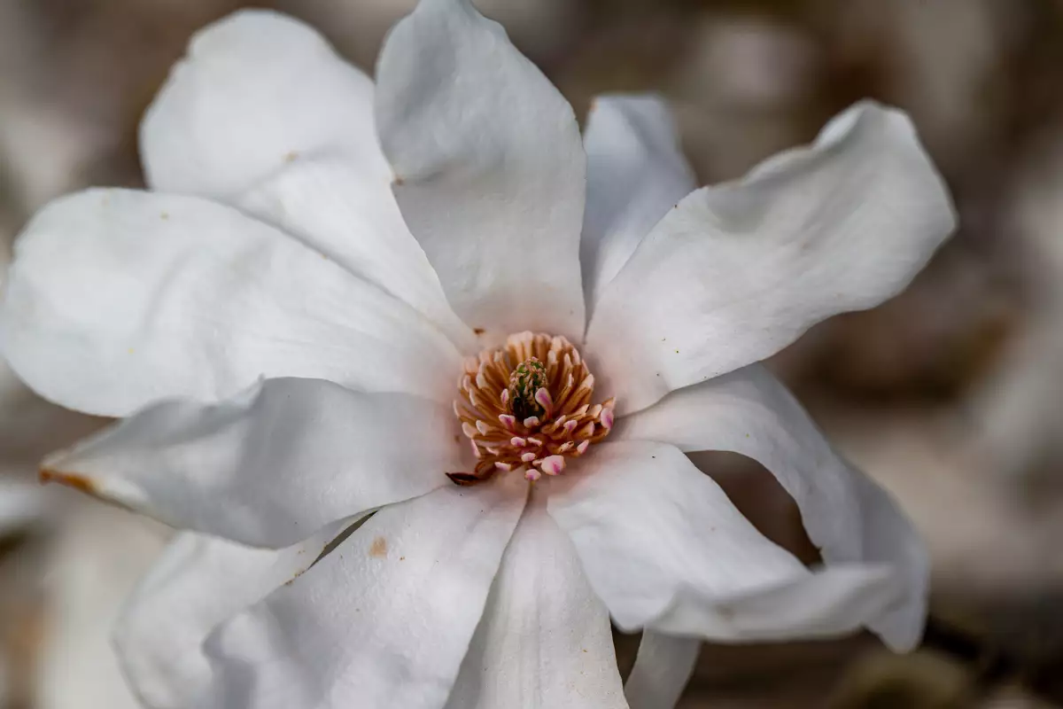 Magnolia kobus fresh berries - Flowering Tree - Kobus Magnolia ...