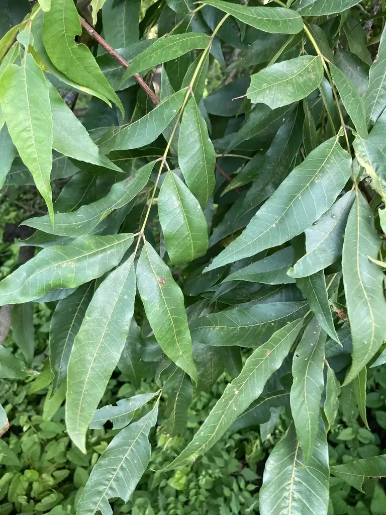 Carya aquatica var. X Illinoensis - Deciduous,Edible Fruit/Nuts,Fruits ...