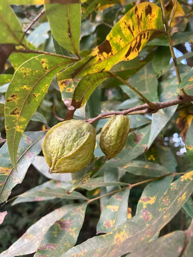 Carya aquatica var. X Illinoensis - Deciduous,Edible Fruit/Nuts,Fruits ...